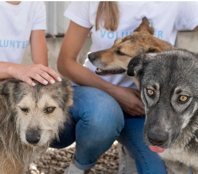 Adopción de perros - La importancia de la adopción de perros